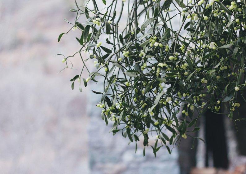 THE HISTORY OF MISTLETOE | TOAST Magazine