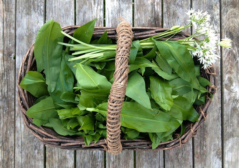 Celebrating Wild Garlic Season | TOAST Magazine