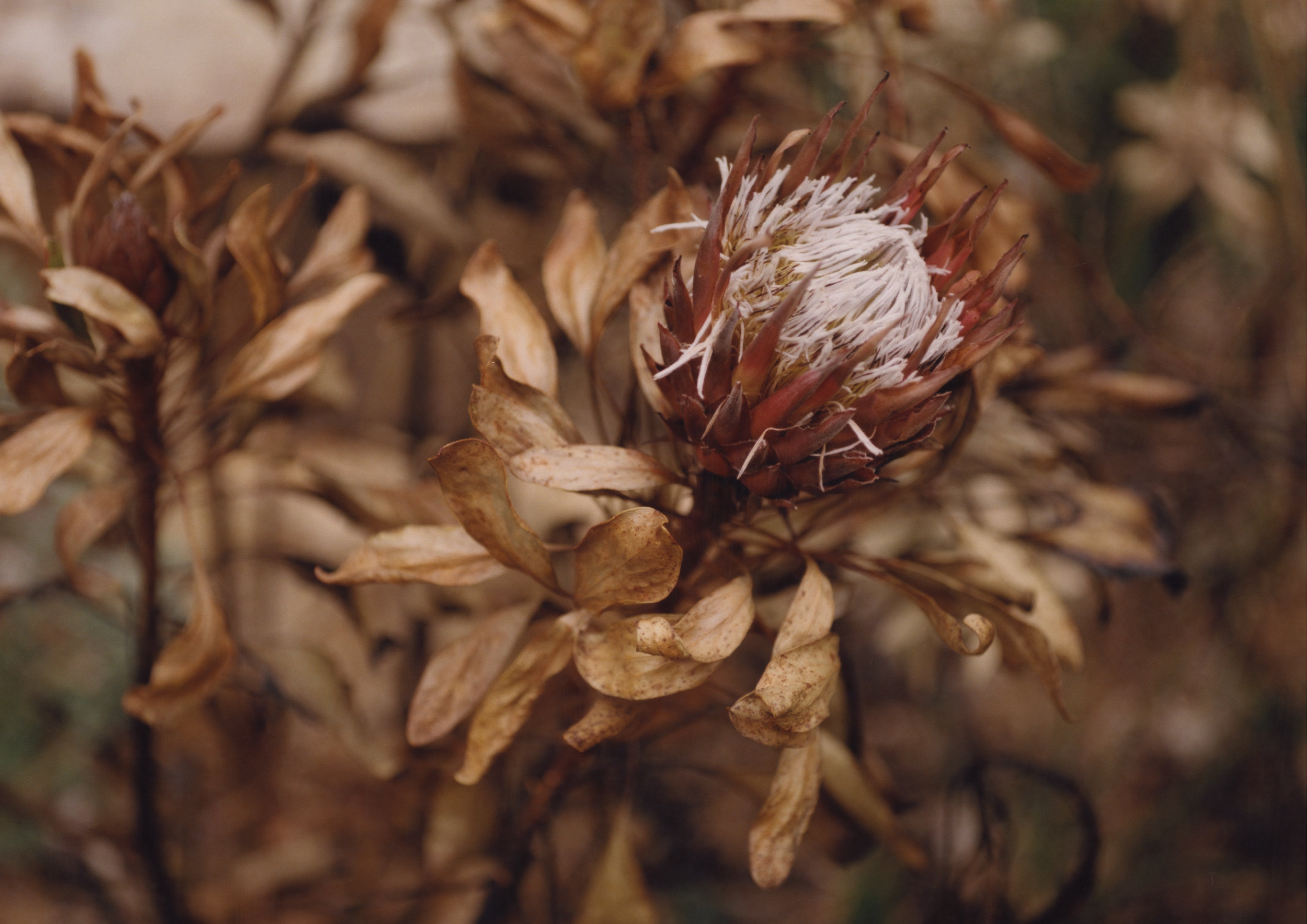 Jen Campbell's Best Books of 2020 | TOAST Magazine